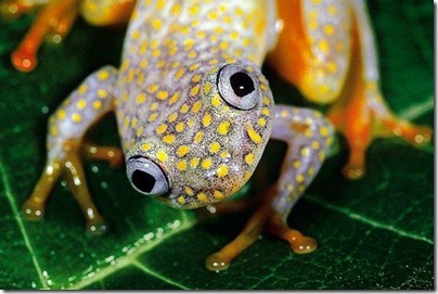 Sapos Diferentes e Coloridos | Fotologando